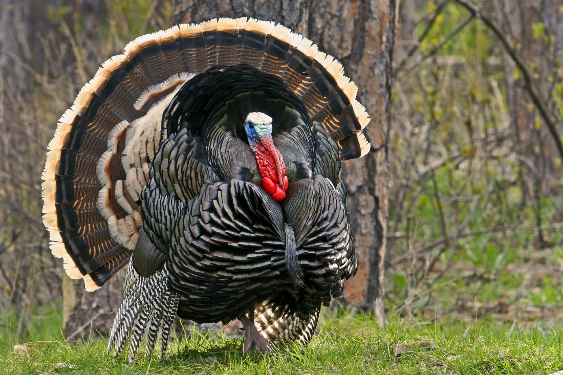 Subspecies of Wild Turkey | Mossy Oak